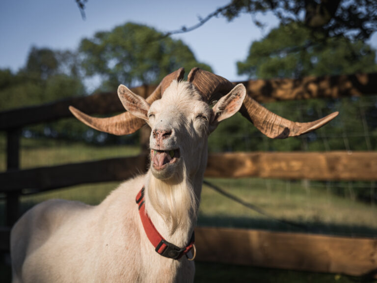 10 Signs of Goats in Heat - Goat Journal